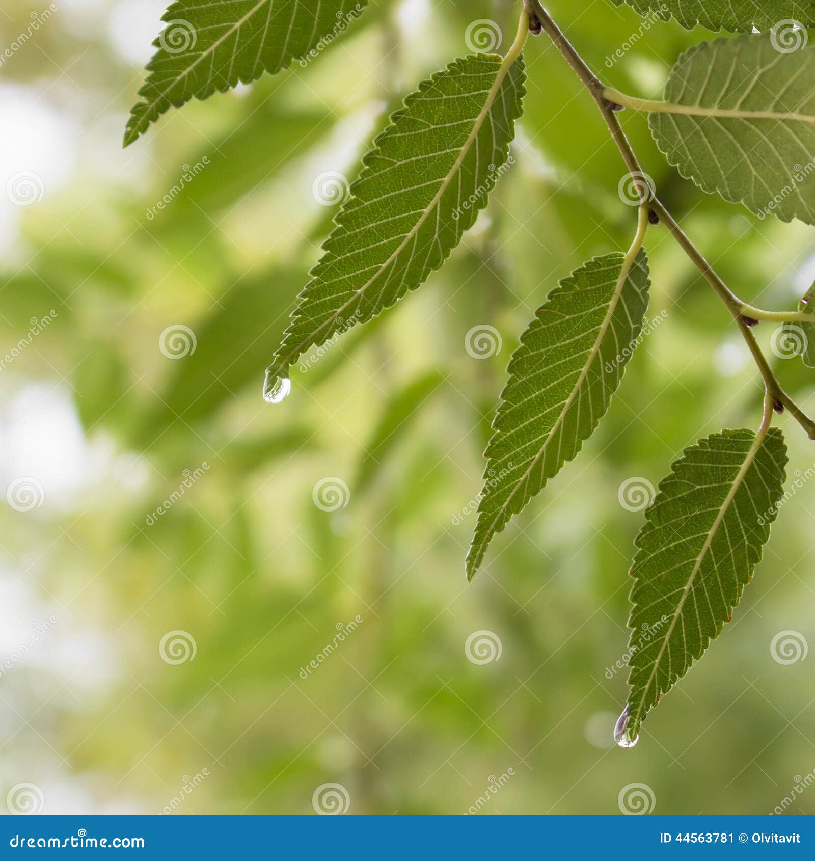 Foglie Verdi Bagnate Dell'olmo Immagine Stock - Immagine di gocce ...