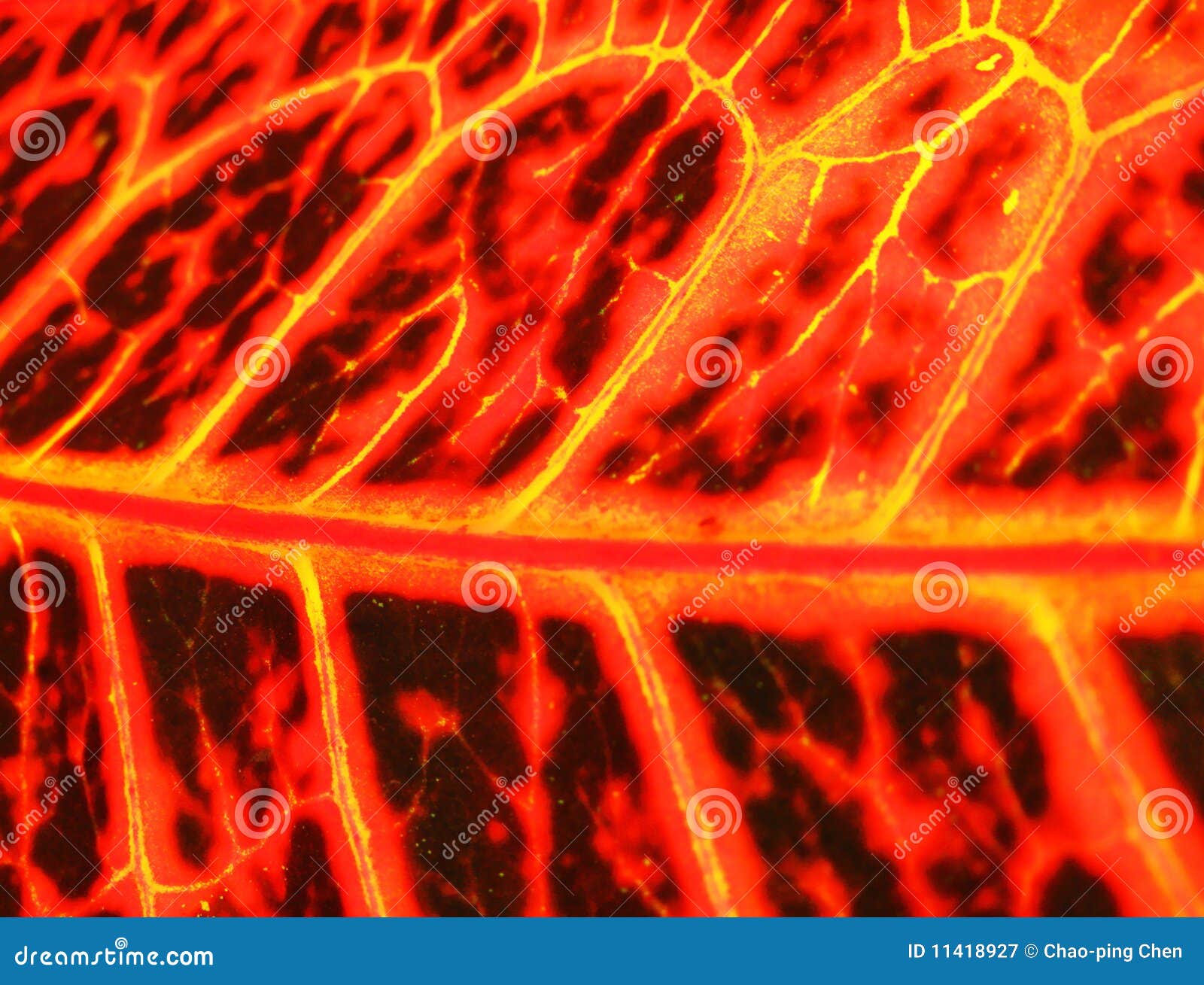 Foglio colorato immagine stock. Immagine di rosso, estratto - 11418927