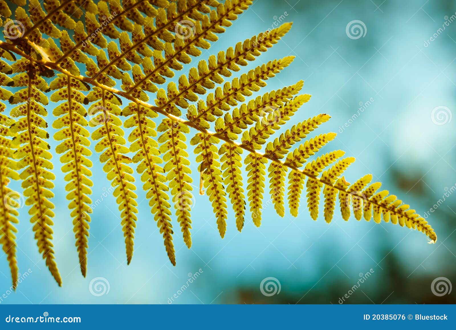 Foglio Della Felce Che Mostra Le Spore Fotografia Stock - Immagine di ...