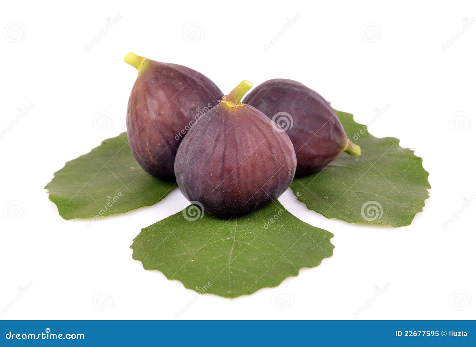 Foglio Di Fico Verde Maturo Squisito Immagine Stock - Immagine di seme ...