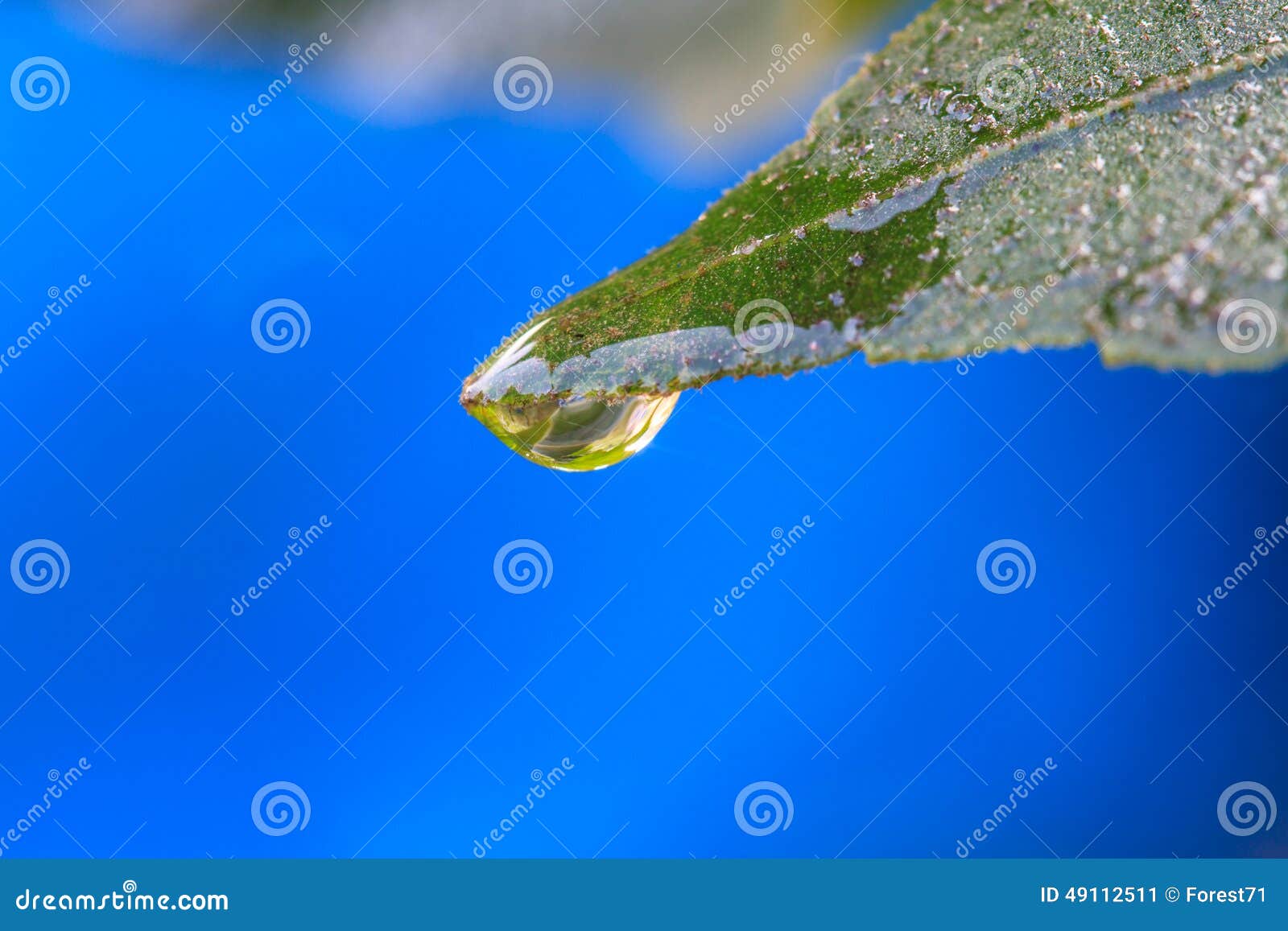 Foglio Verde Con Le Gocce Di Acqua Immagine Stock - Immagine di ...