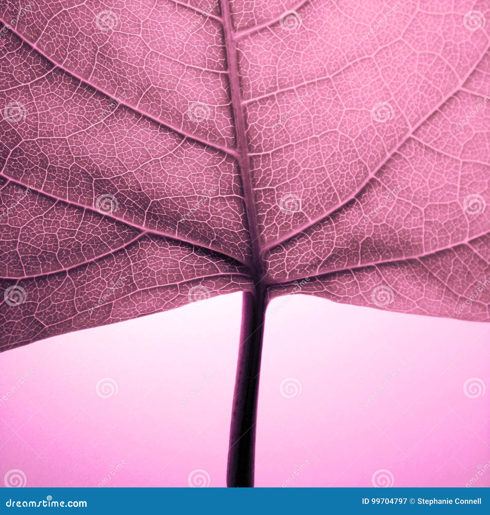 Foglio viola immagine stock. Immagine di albero, modello - 99704797