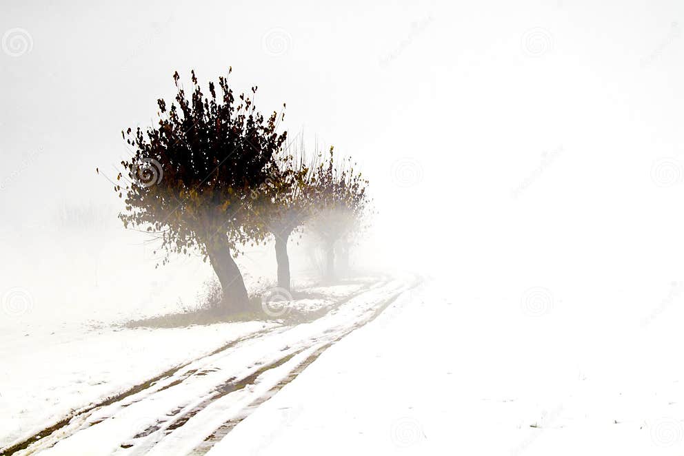 Fogy stock image. Image of tree, mist, limited, vegetation - 17561073