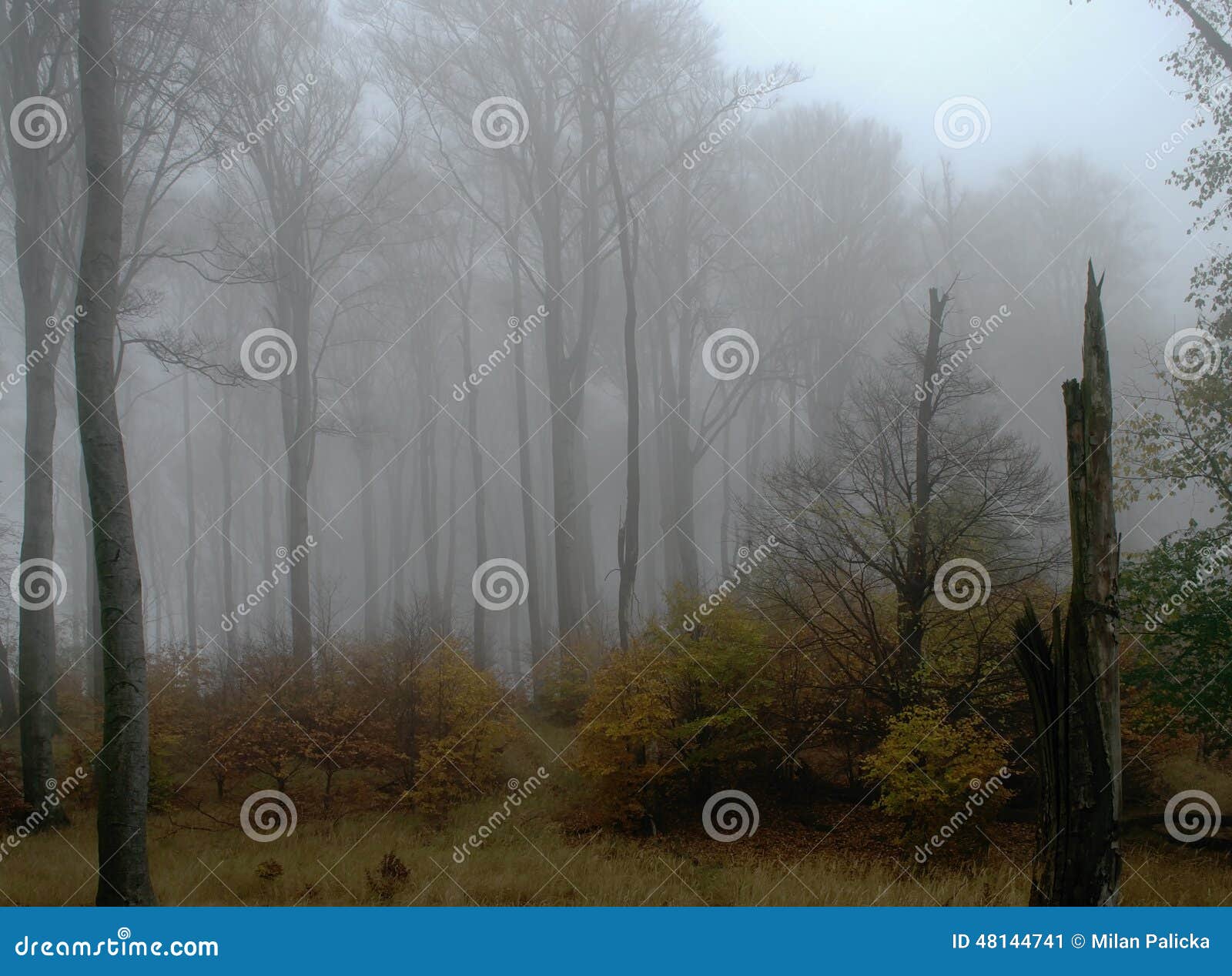 Fogy forest stock image. Image of tree, wild, stump, bush - 48144741