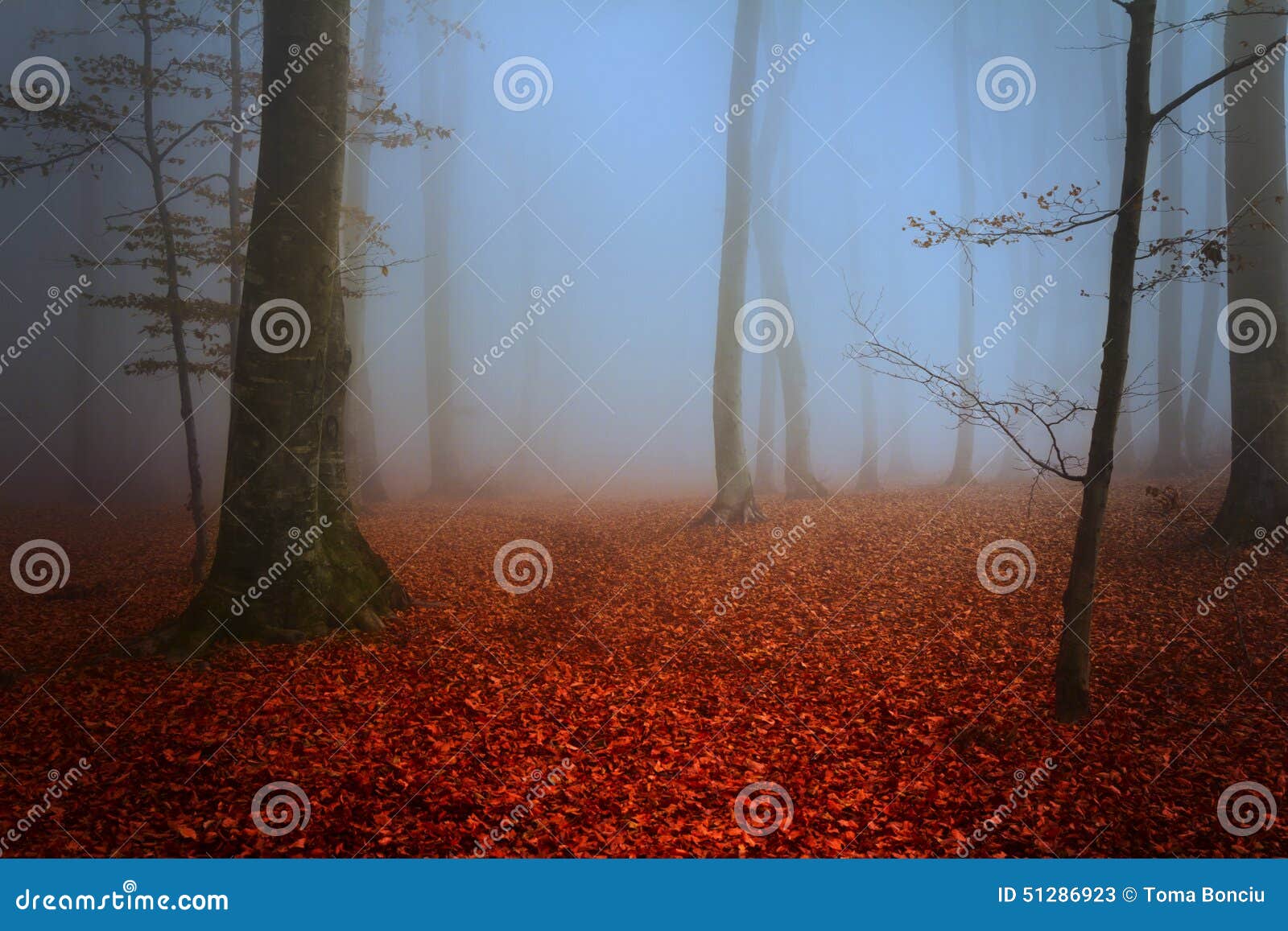 Fogy forest stock image. Image of background, fantasy - 51286923