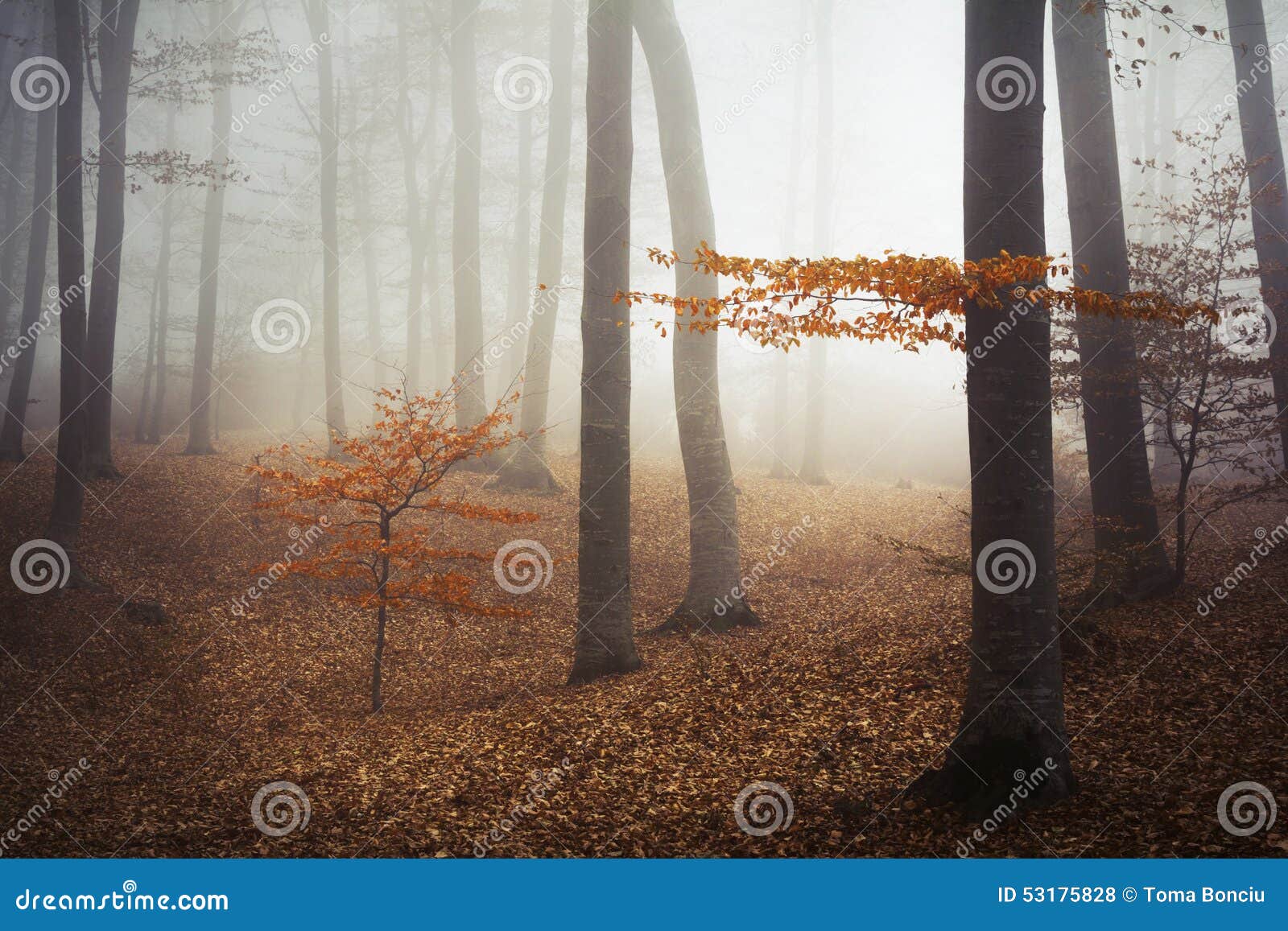 Fogy forest stock photo. Image of monochrome, landscape - 53175828