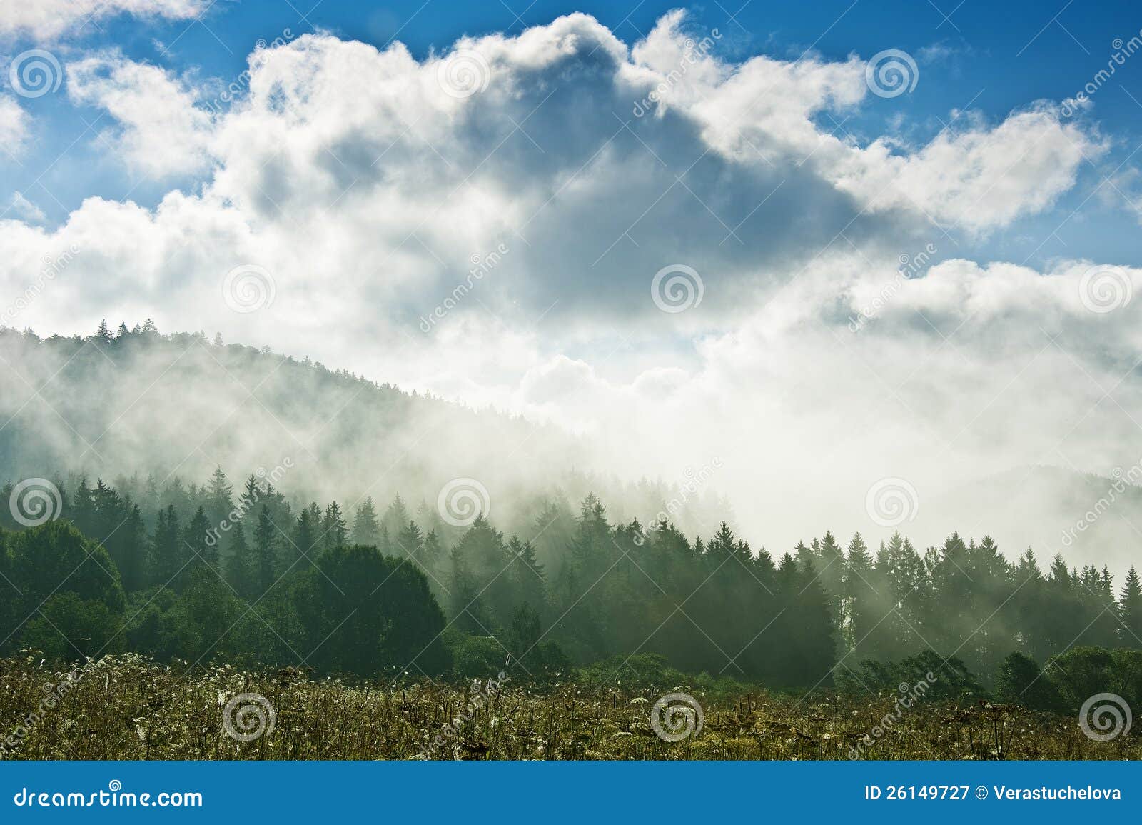 Fogy morning stock image. Image of silhouette, field - 26149727
