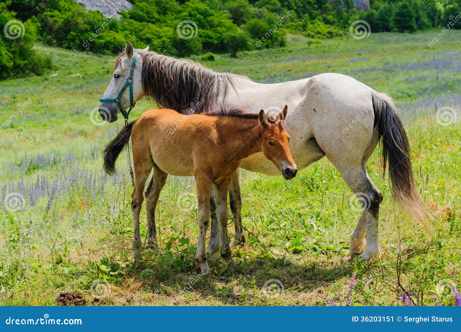 Fohlen Und Sein Mutter Pferd, Stillend Stockbild - Bild von wiese, colt ...
