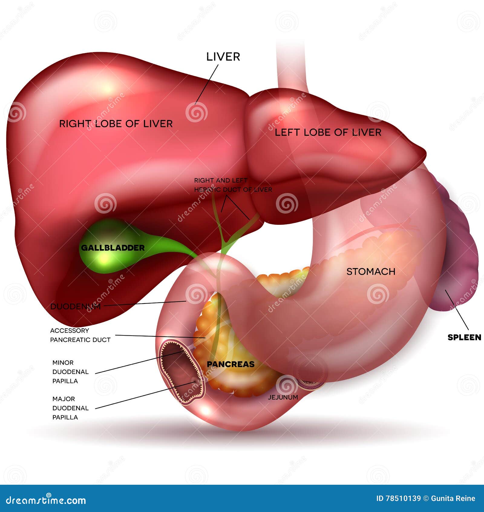 Foie et estomac illustration de vecteur. Illustration du biologie ...
