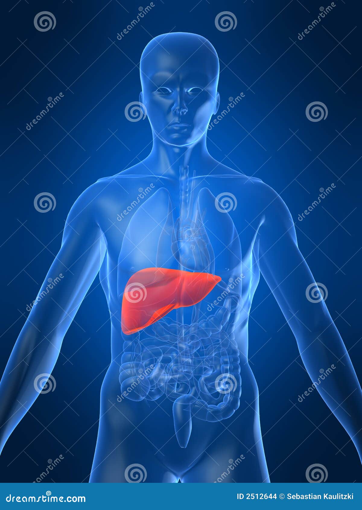 Foie humain illustration stock. Illustration du rein, torse - 2512644