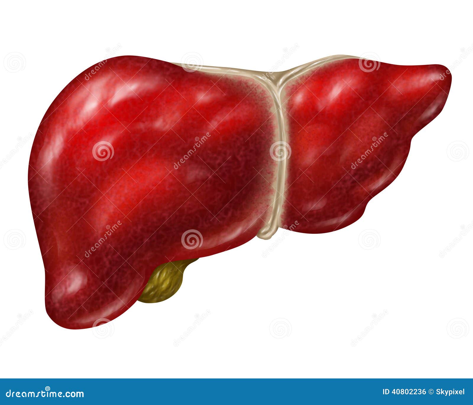 Foie humain illustration stock. Illustration du fonction - 40802236