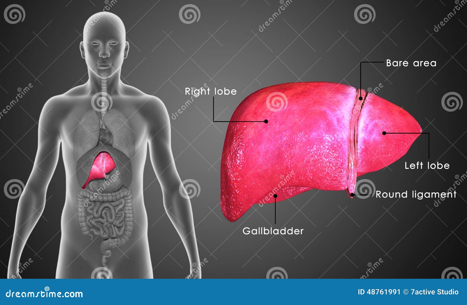 Foie humain illustration stock. Illustration du anatomie - 48761991