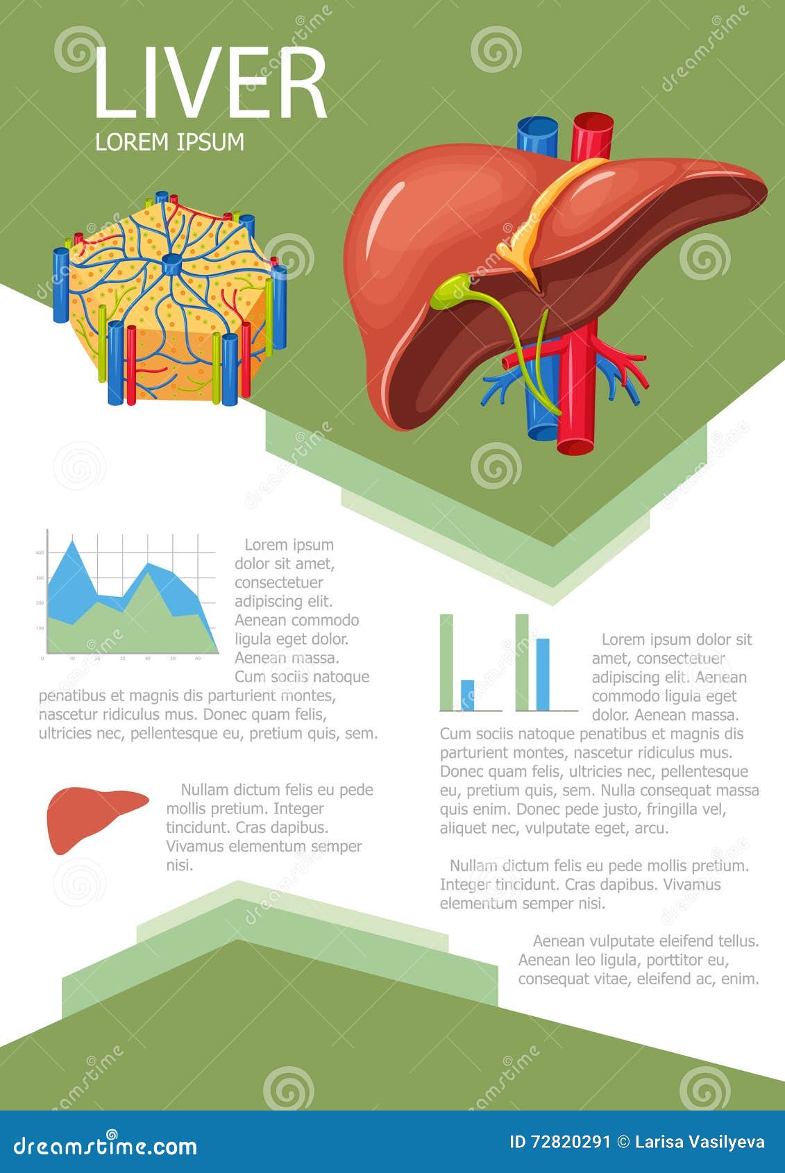 Foie humain infographic illustration de vecteur. Illustration du ...