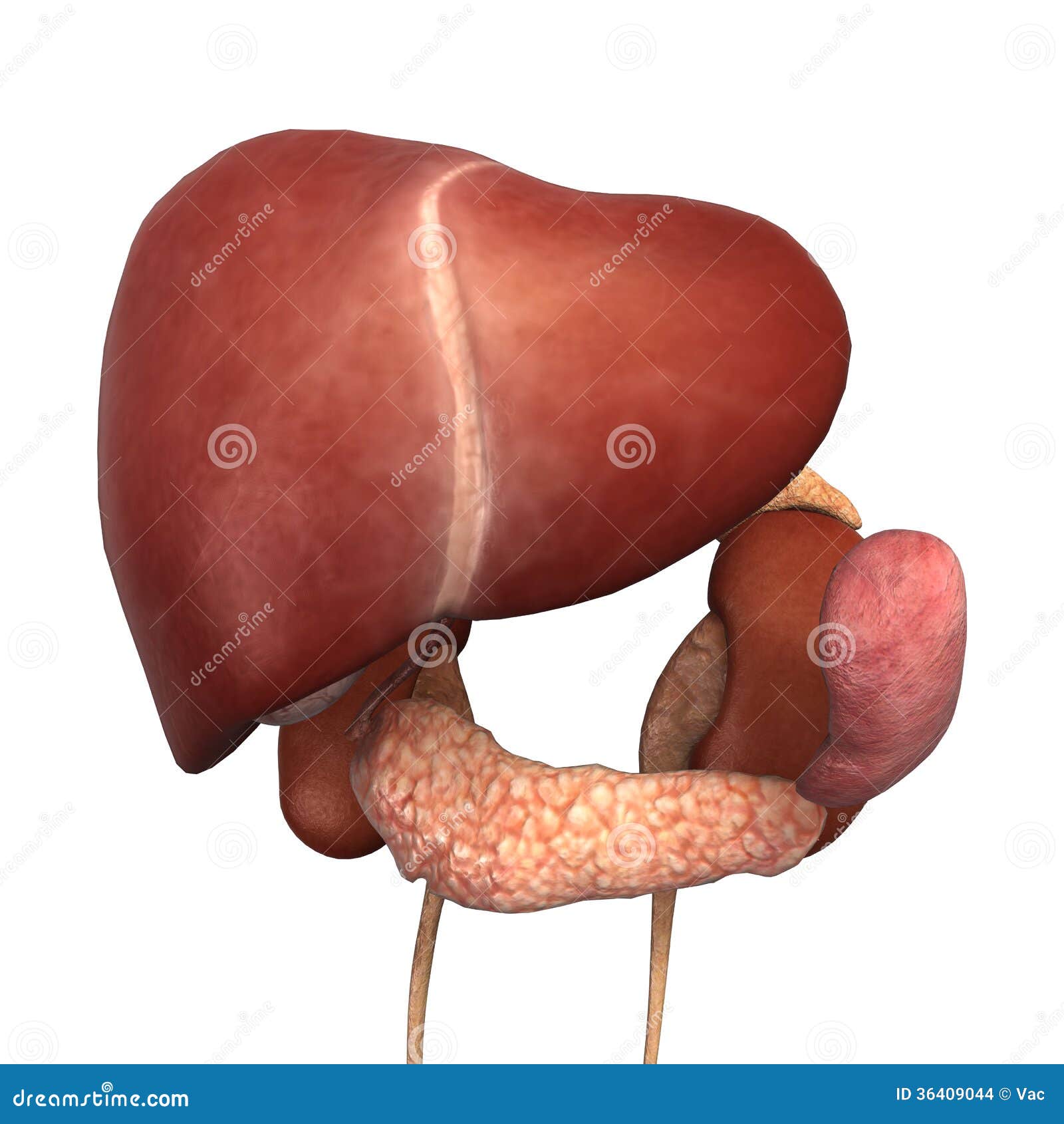 Foie humain sain illustration stock. Illustration du interne - 36409044