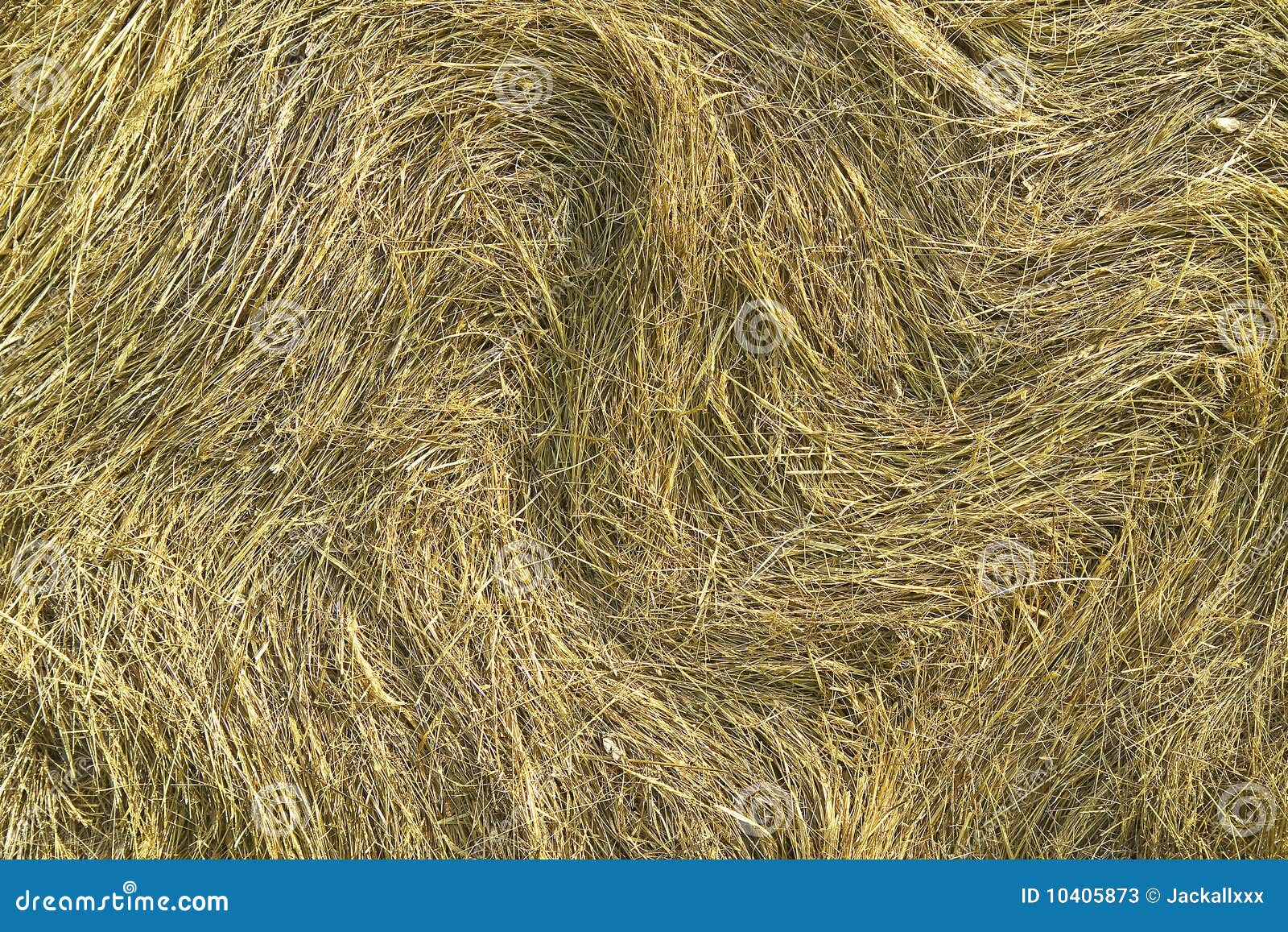 Foin image stock. Image du centrale, céréale, accroissement - 10405873