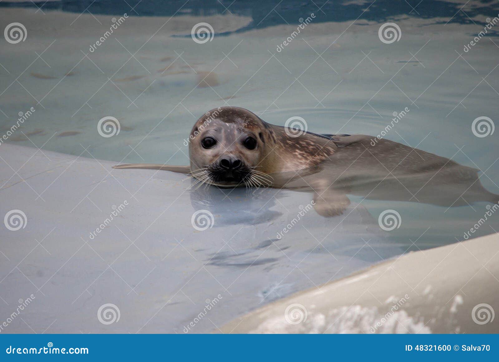 Foka zdjęcie stock. Obraz złożonej z zdobycz, niż, ziemny - 48321600