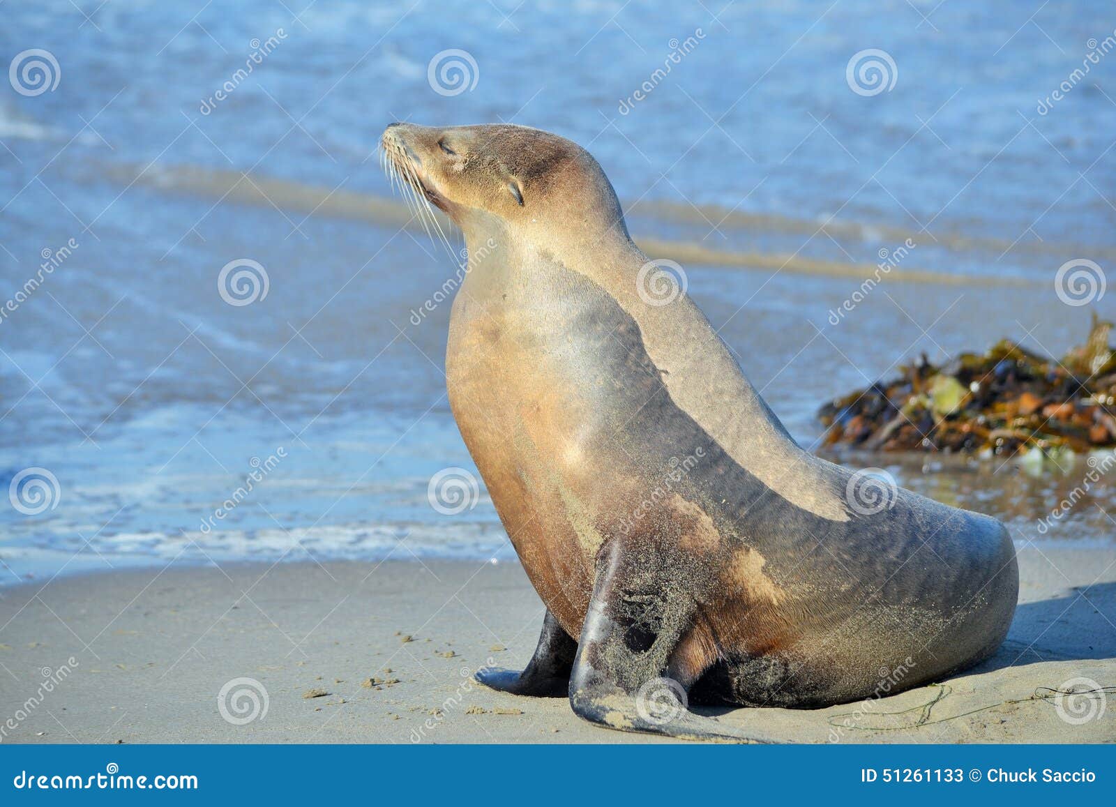 Foka obraz stock. Obraz złożonej z dysza, wakacje, śliczny - 51261133