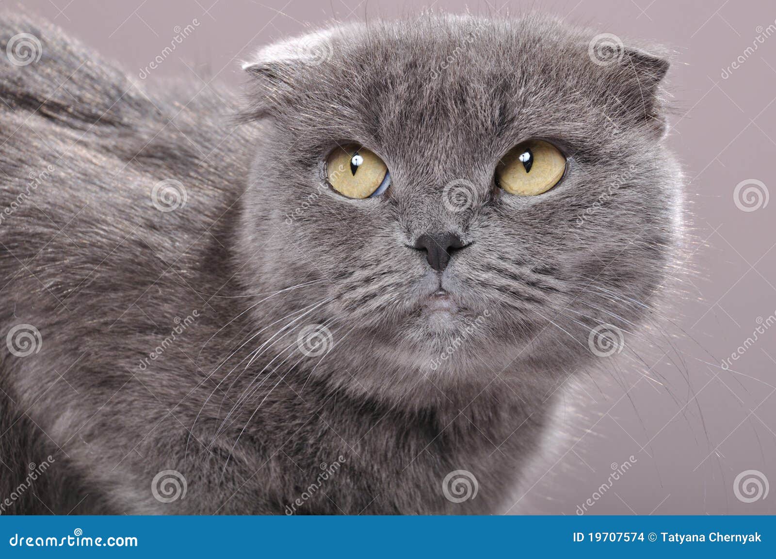Fold ear Scottish cat stock photo. Image of kitten, kitty - 19707574