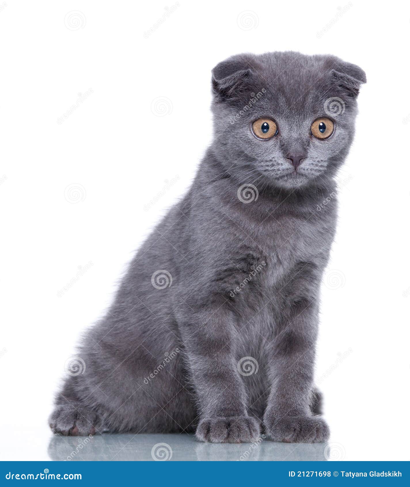 Fold kitten stock photo. Image of purebred, isolated - 21271698