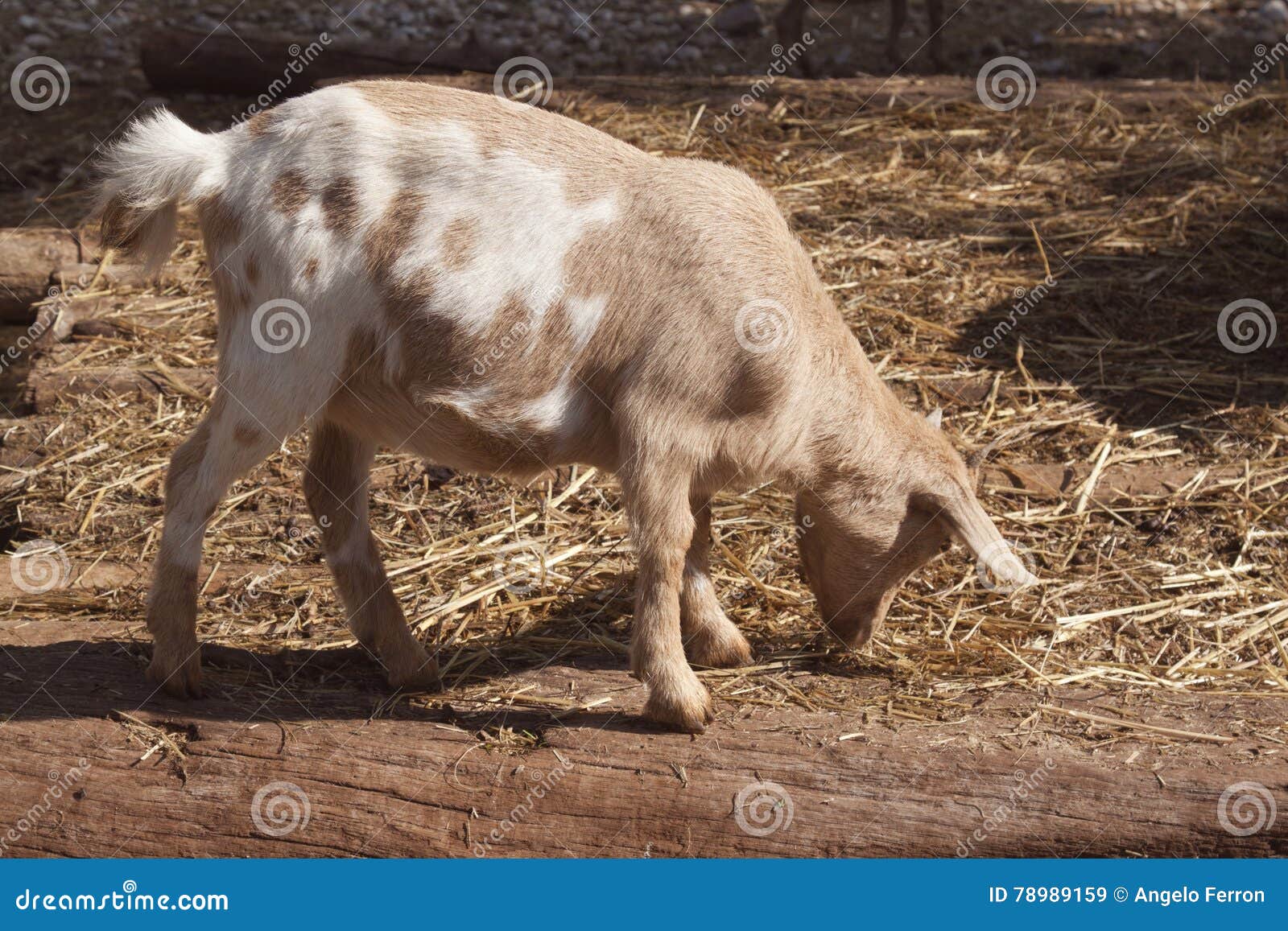 Spotted Goats With Lop Ears In The Field Stock Photo | CartoonDealer ...