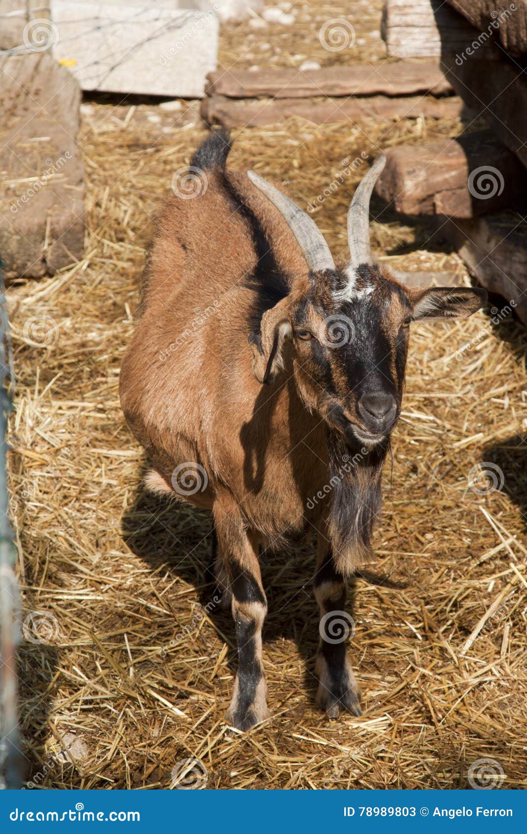 Spotted Goats With Lop Ears In The Field Stock Photo | CartoonDealer ...