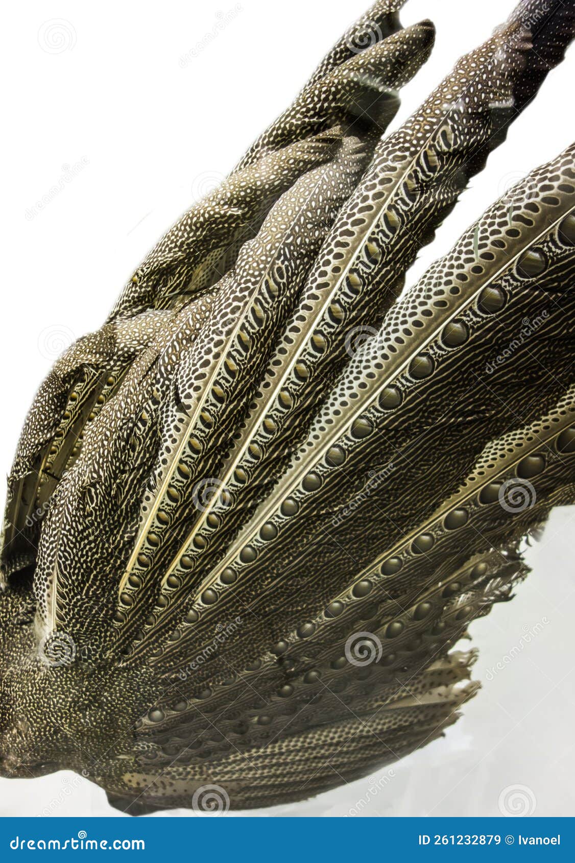 Folded Argus Pheasant Tail Feathers Stock Image - Image of great ...