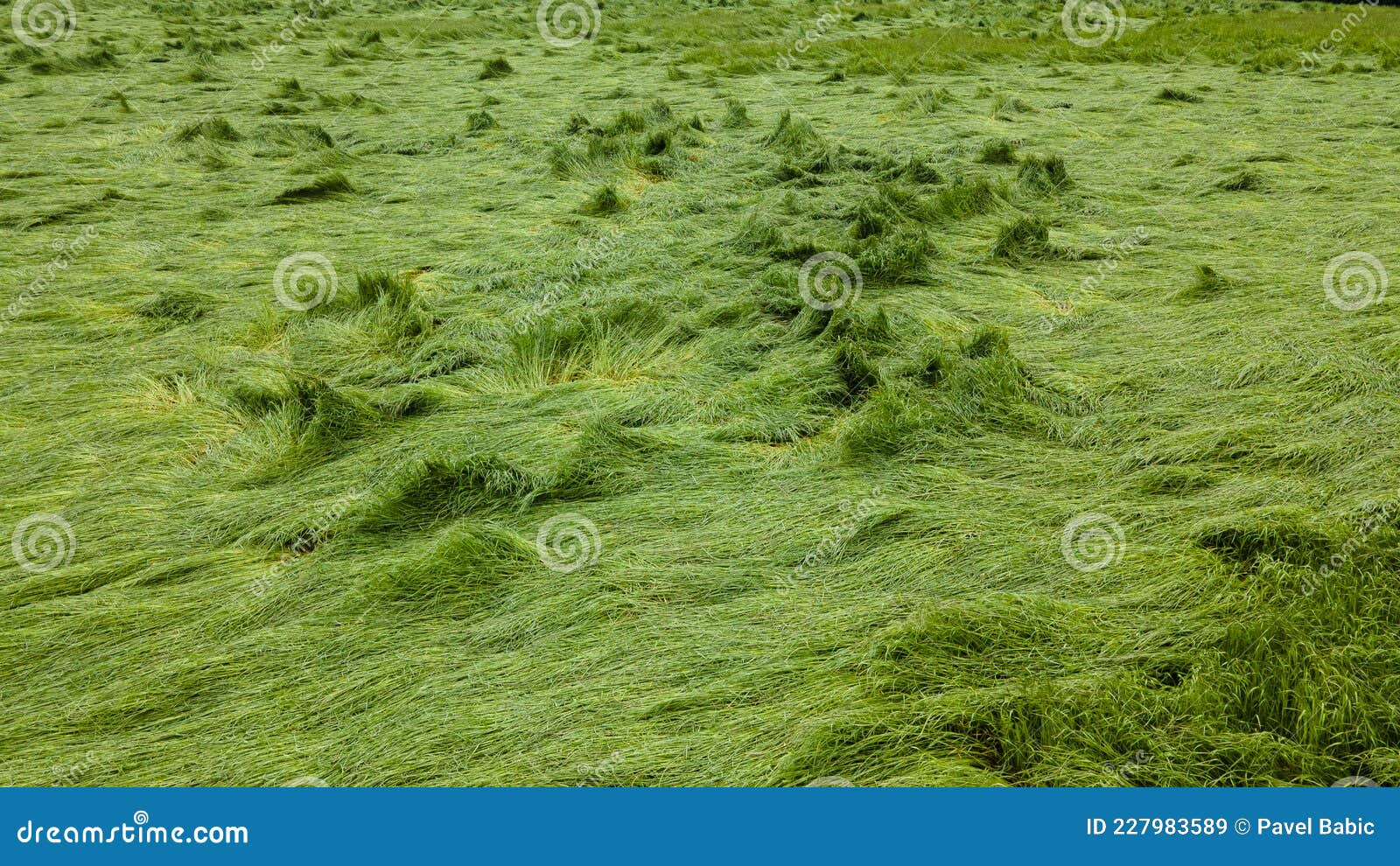 Folded Field Grass after Heavy Rain. Stock Image - Image of garden ...