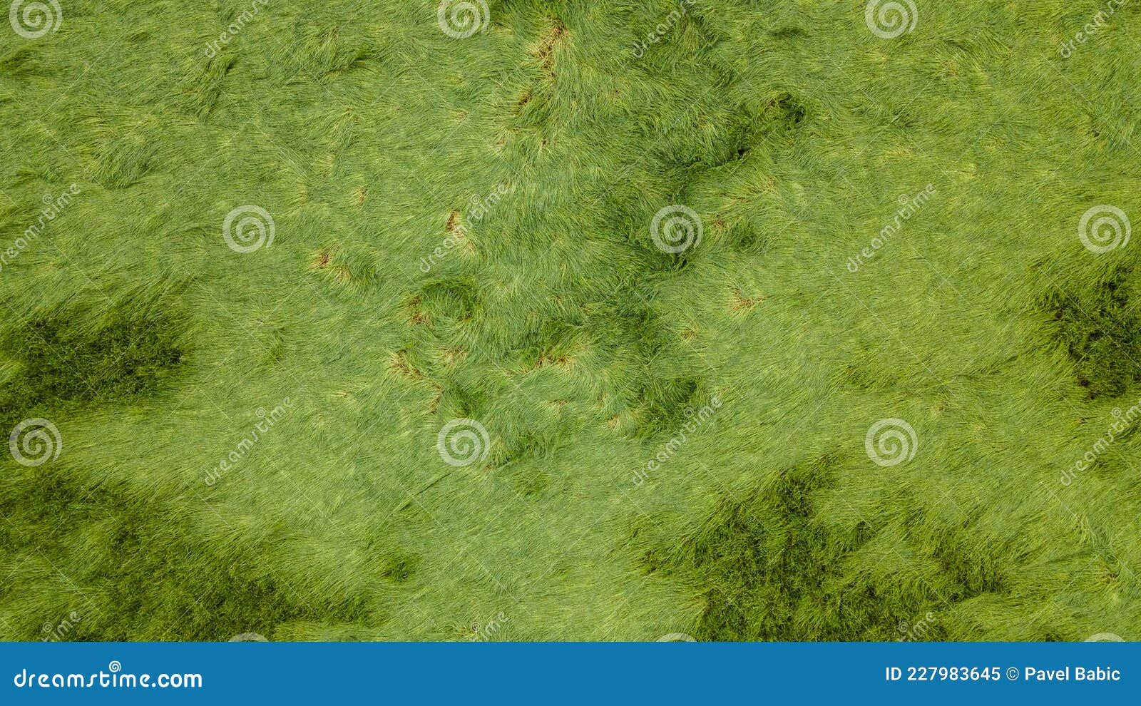 Folded Field Grass after Heavy Rain. Stock Image - Image of outdoor ...