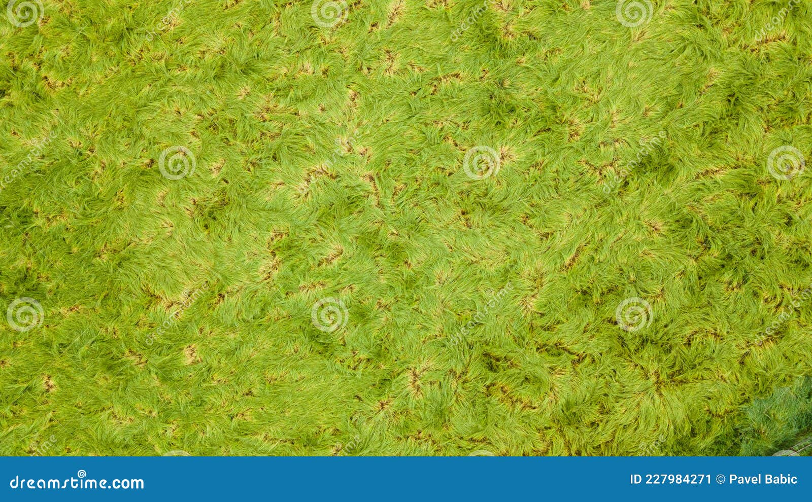 Folded Field Grass after Heavy Rain. Stock Image - Image of outdoor ...