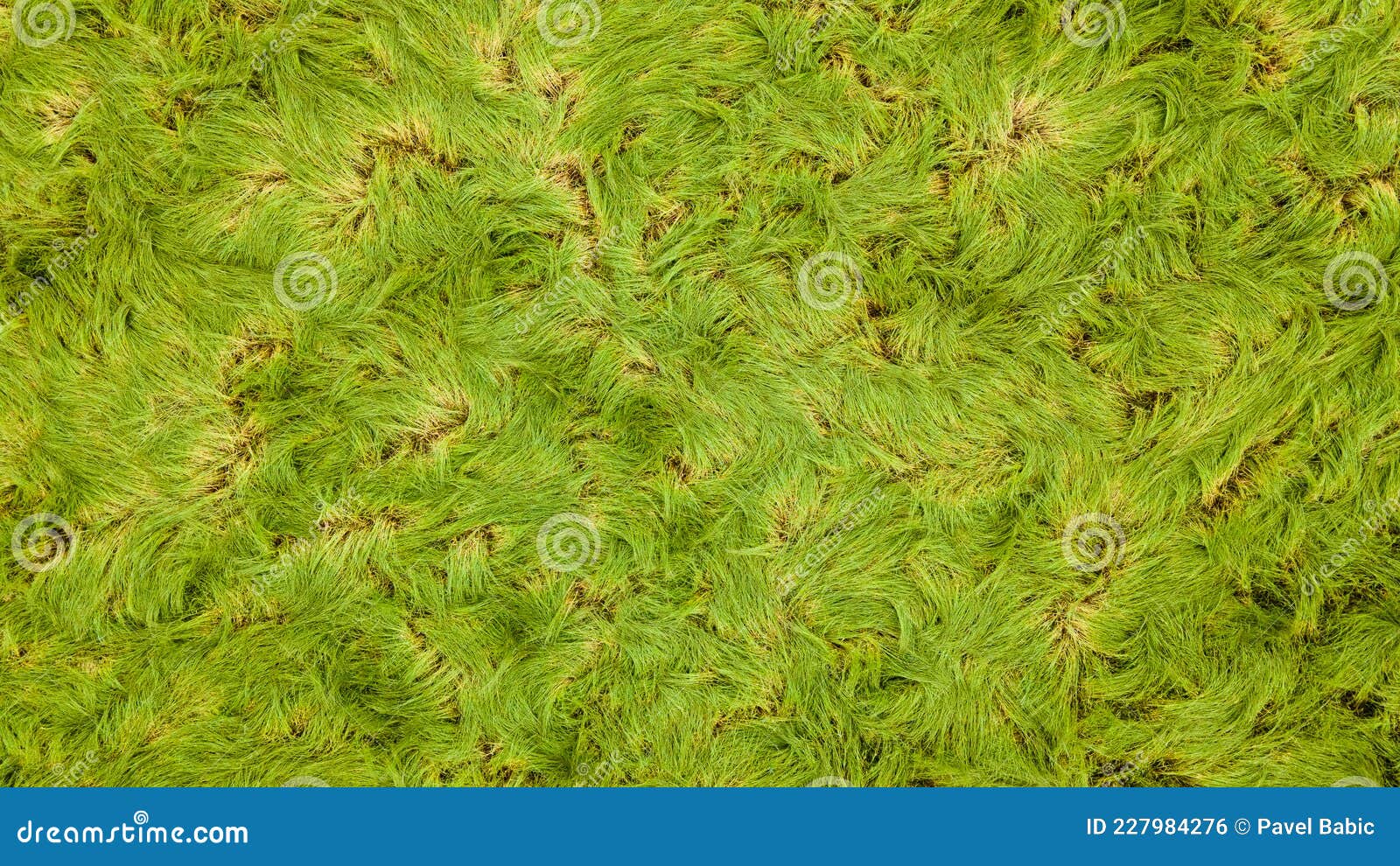 Folded Field Grass after Heavy Rain. Stock Photo - Image of drop, plant ...