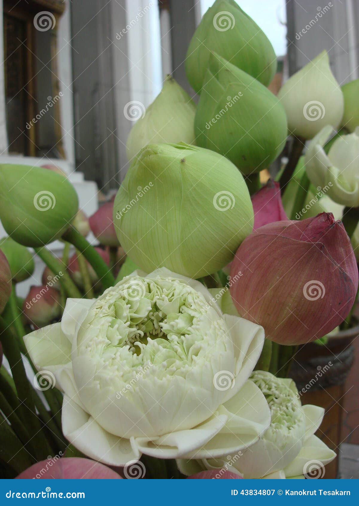 Folded Lotus petals stock image. Image of flower, petals - 43834807