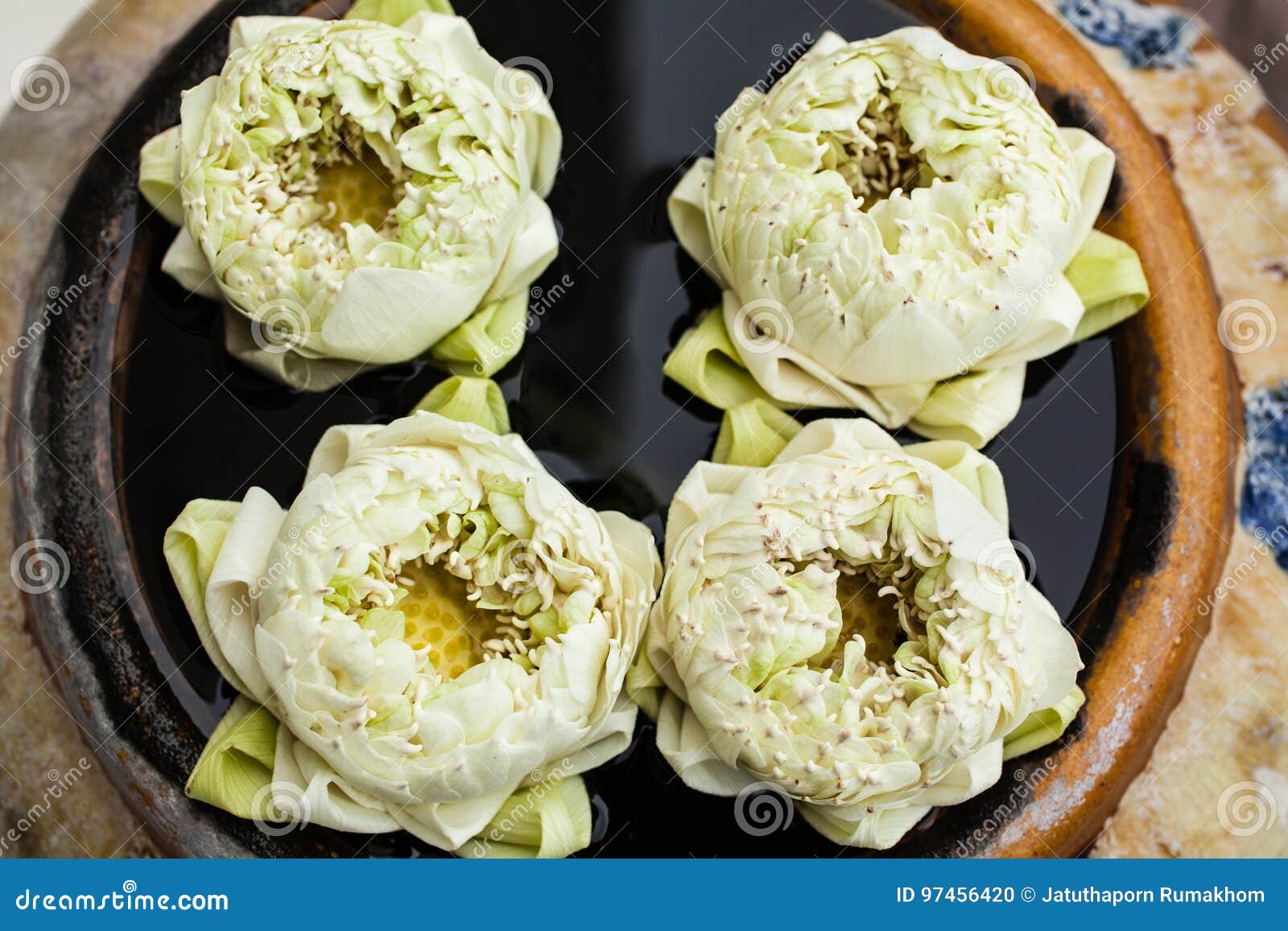 Folded lotus. stock photo. Image of asia, nature, flora - 97456420