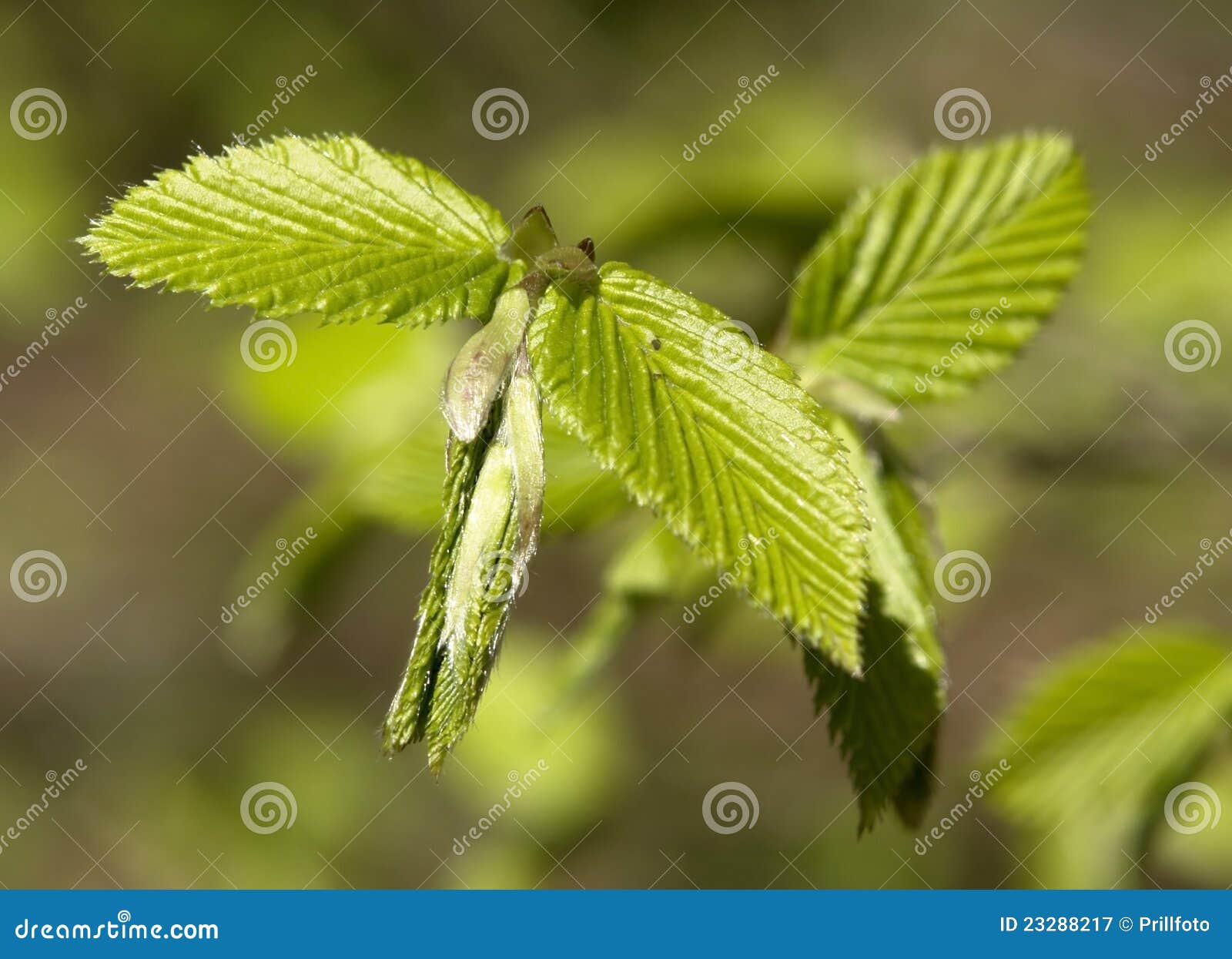 Folded spring leaves stock image. Image of spring, flat - 23288217