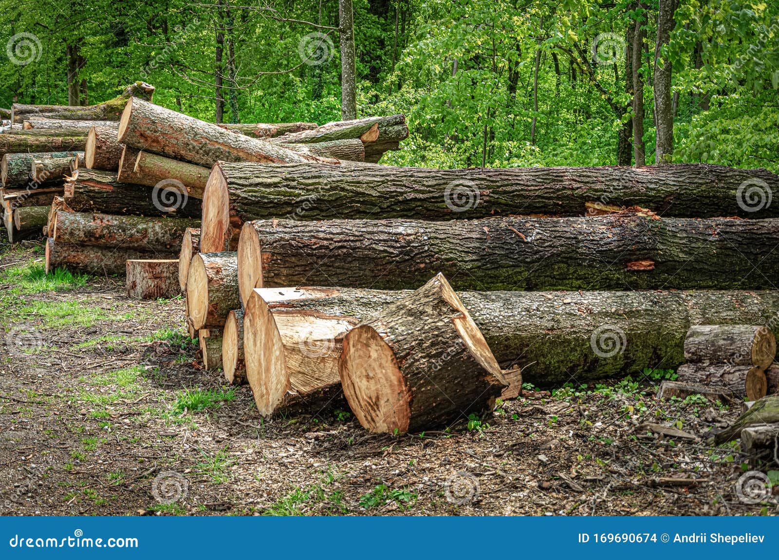 Sawn Trees As Waste Or Firewood Stored Sideways Photographed In Spring ...