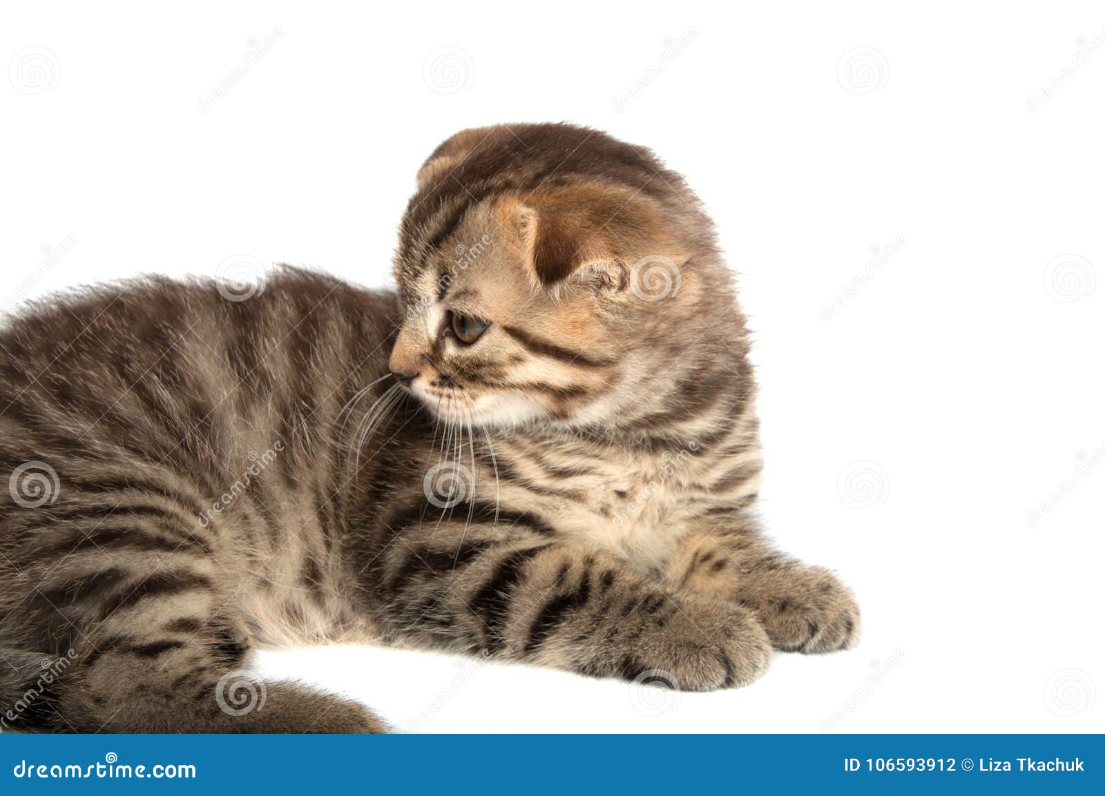 Folding cat isolated stock photo. Image of themes, vertebrate - 106593912