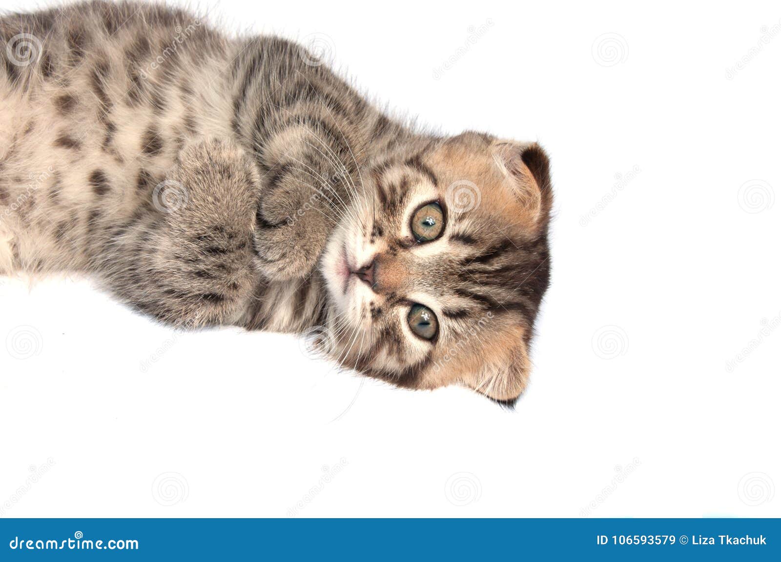 Folding cat isolated stock image. Image of background - 106593579