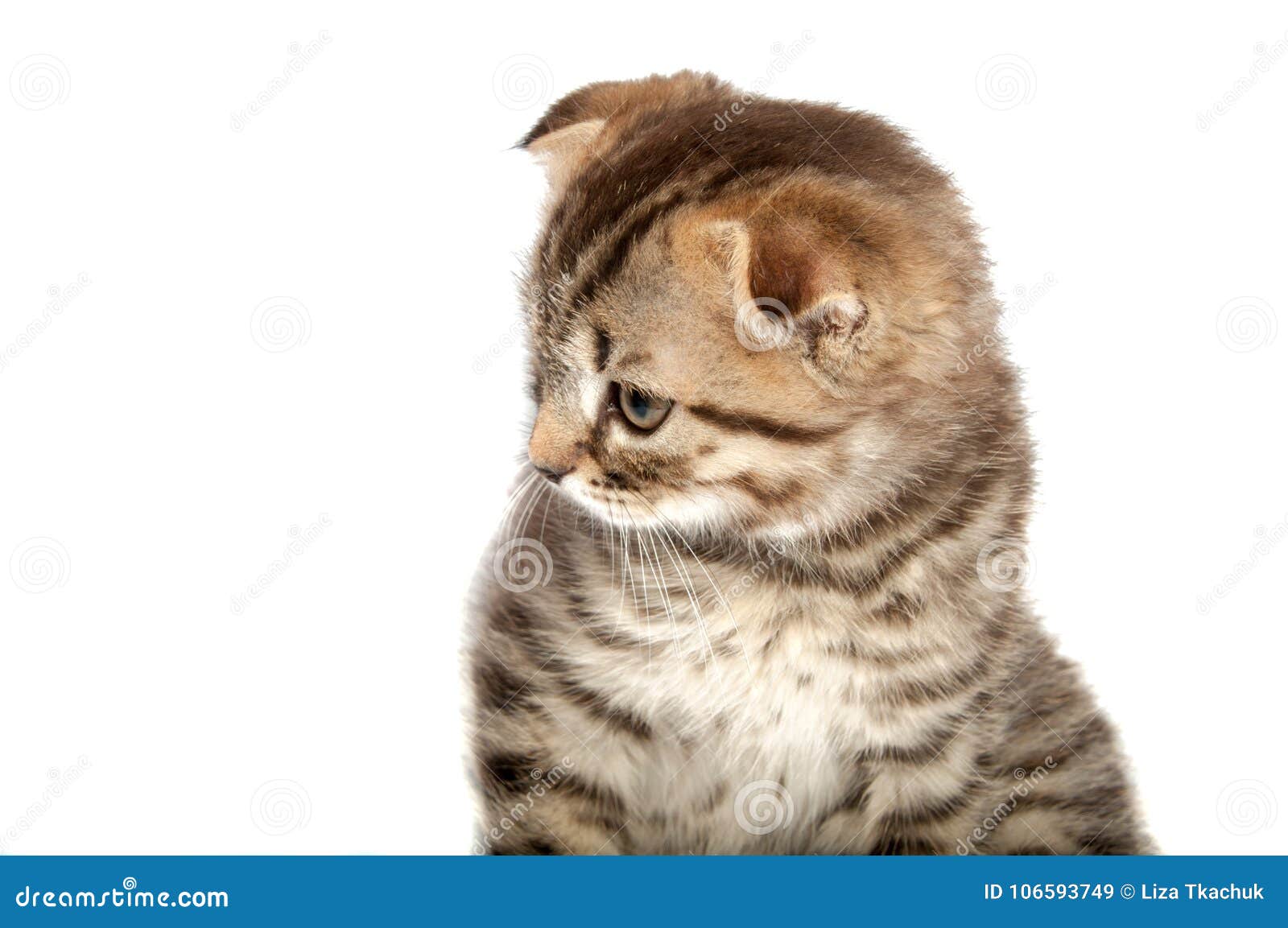 Folding cat isolated stock image. Image of front, animal - 106593749