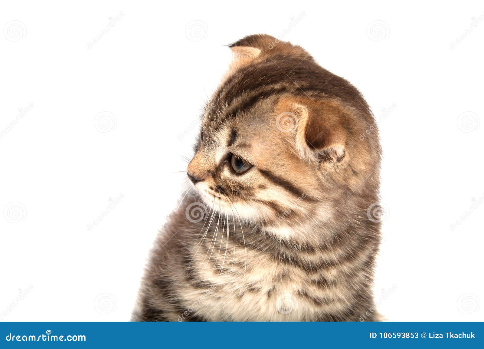 Folding cat isolated stock image. Image of breed, scottish - 106593853