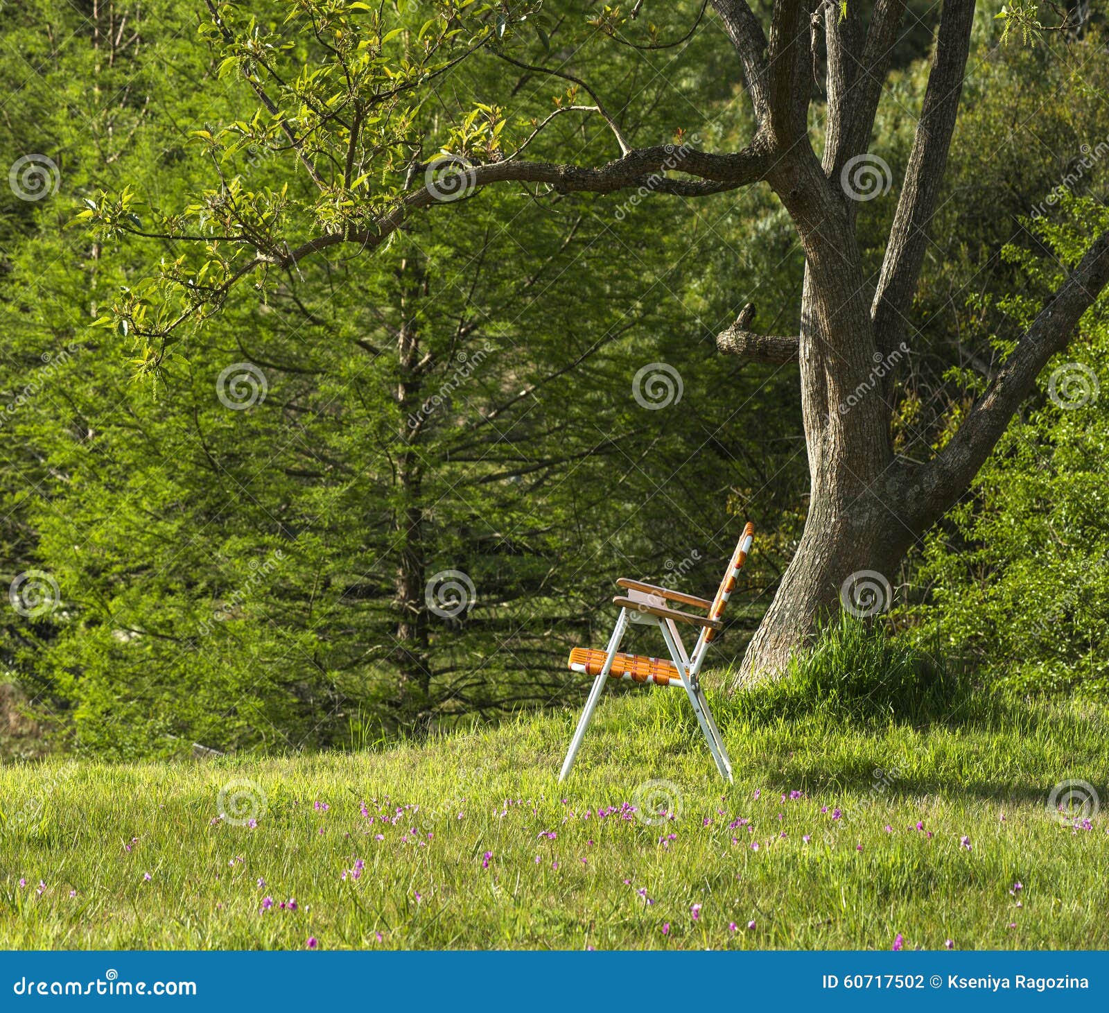 Folding Chair Under the Spring Ceiba Tree on a Hill Stock Photo - Image ...