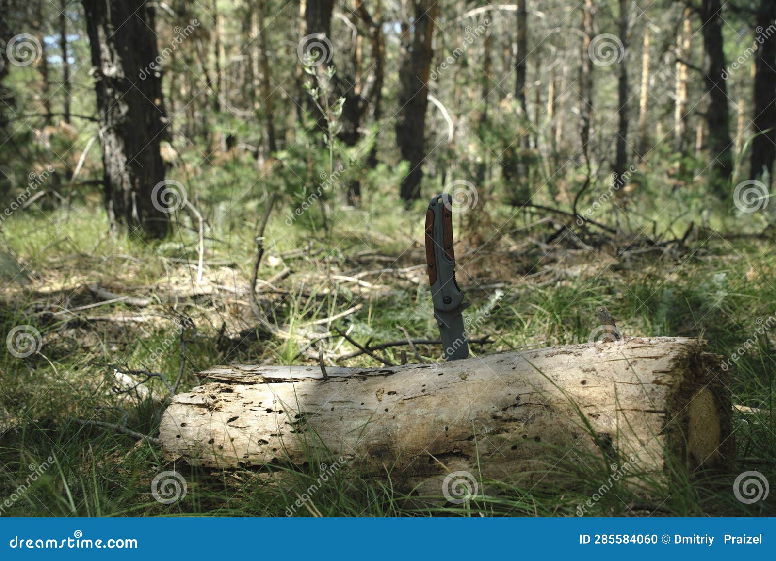 Folding Knife for Survival is Stuck Trunk Fallen Tree in Forest. Stock ...