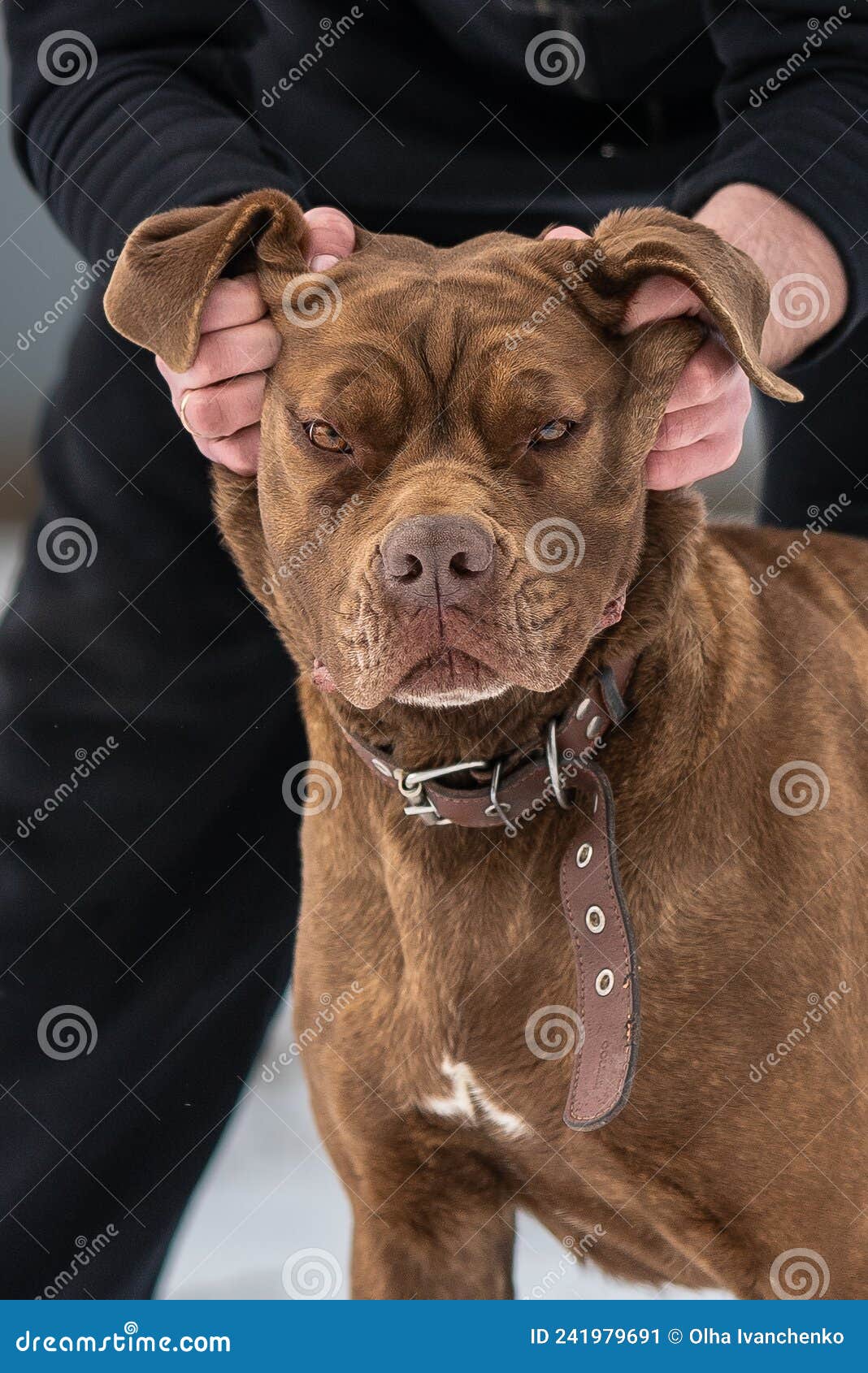 Folds of Skin on the Head of a Cane Corso and Looks at the Camera ...