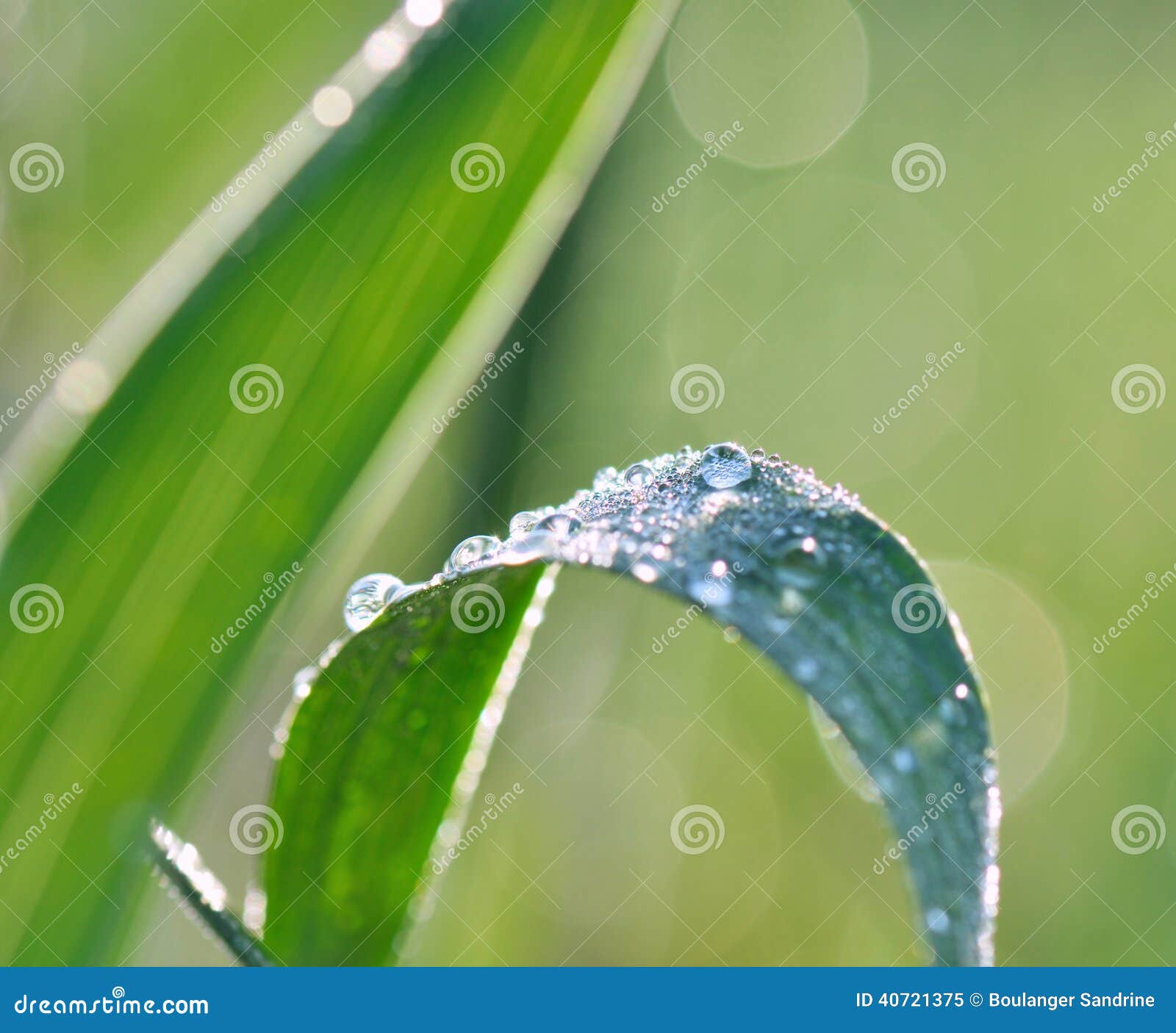 Folha Coberta Com O Orvalho Imagem de Stock - Imagem de orvalho, trigo ...