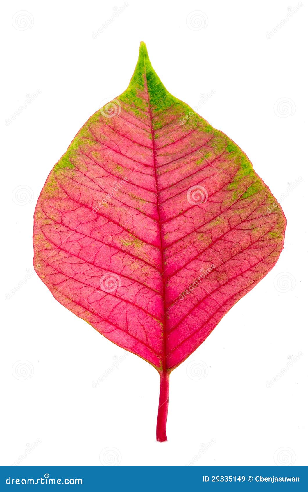 Folha cor-de-rosa imagem de stock. Imagem de planta, isolado - 29335149