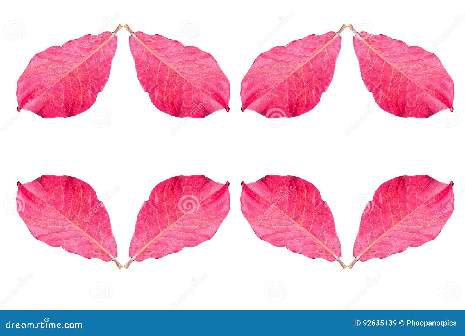 Folha cor-de-rosa imagem de stock. Imagem de terra, detalhe - 92635139