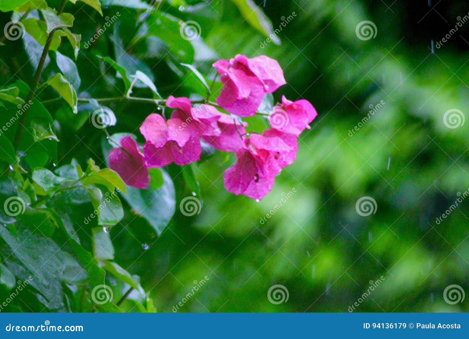 Folha cor-de-rosa imagem de stock. Imagem de branco, folha - 94136179