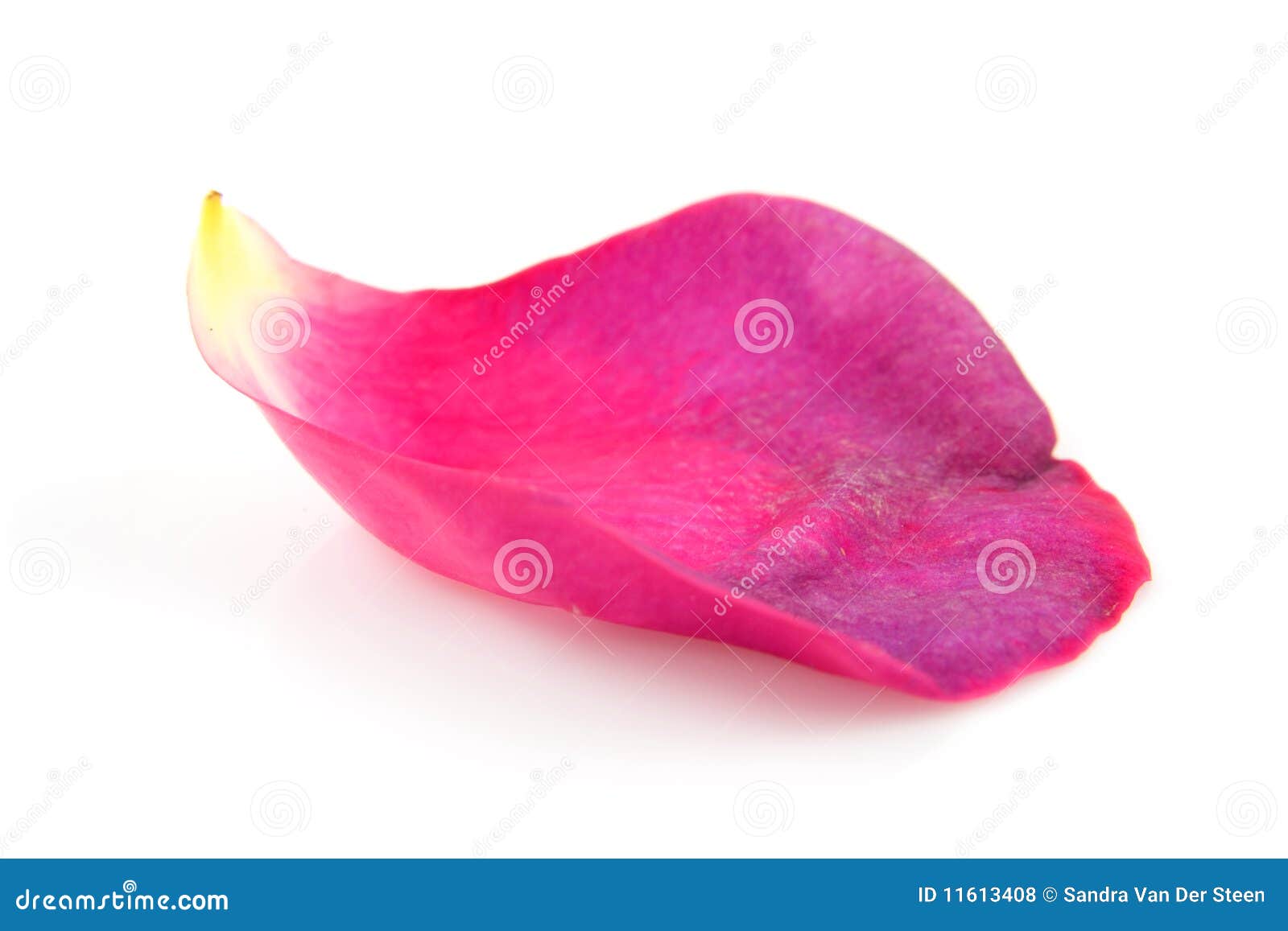 Folha Cor-de-rosa Da Cor-de-rosa No Close Up Foto de Stock - Imagem de ...