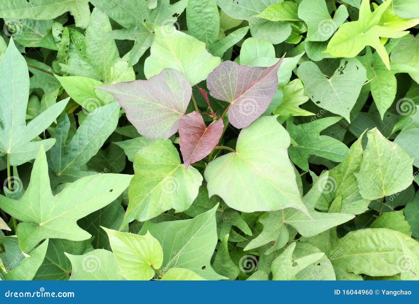 Folha da batata doce foto de stock. Imagem de vegetal - 16044960