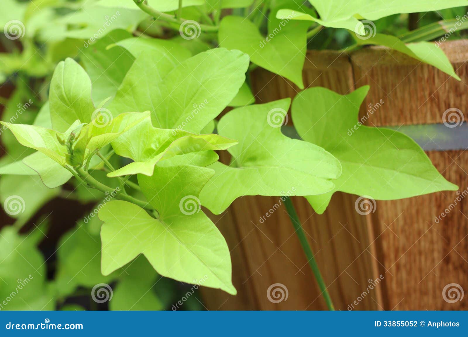 Folha da batata doce foto de stock. Imagem de forma, terra - 33855052