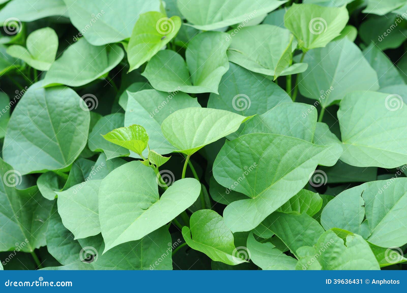 Folha da batata doce imagem de stock. Imagem de batata - 39636431