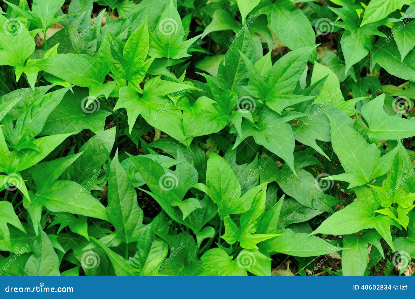 Folha da batata doce foto de stock. Imagem de crescimento - 40602834